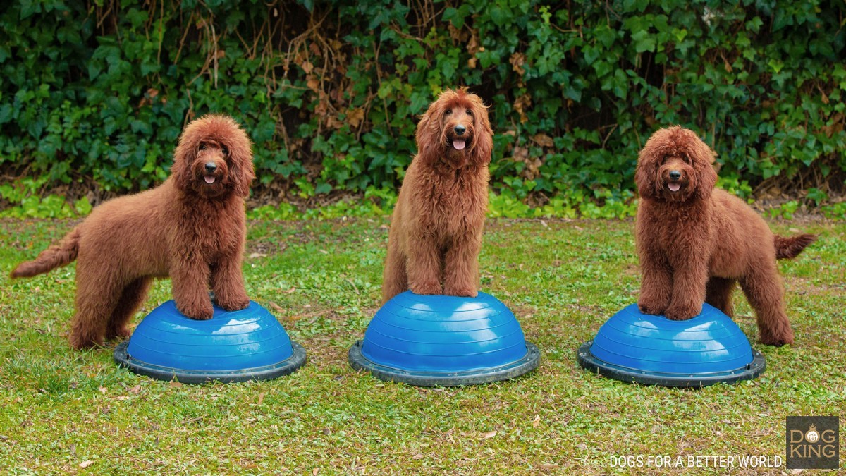 Comprar cachorro Australian Cobberdog | Perros DOGKING