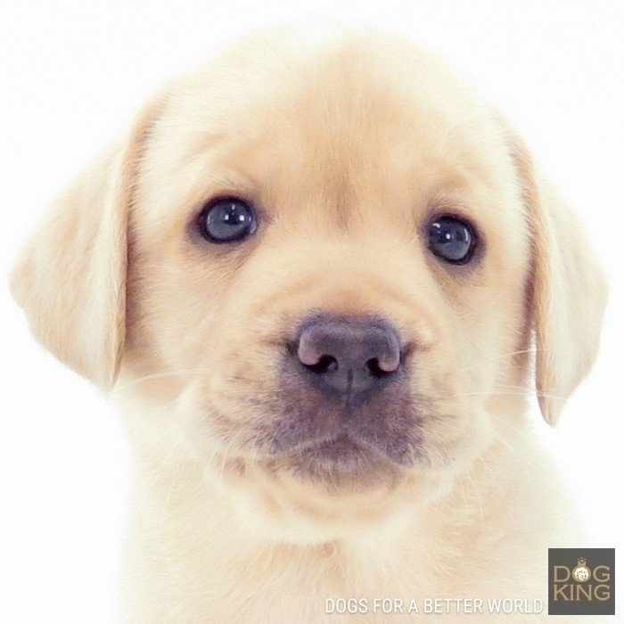 Comprar cachorro Labrador | Perros DOGKING