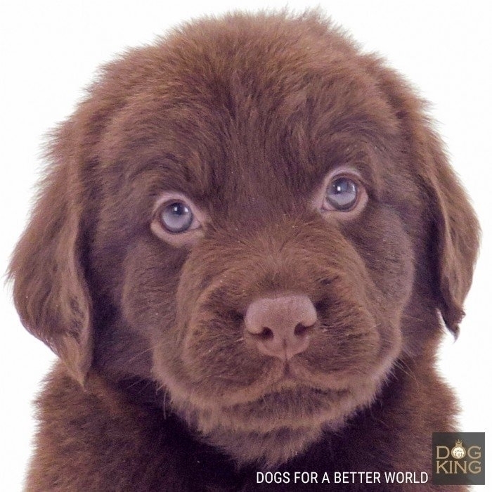 Comprar cachorro Labrador | Perros DOGKING