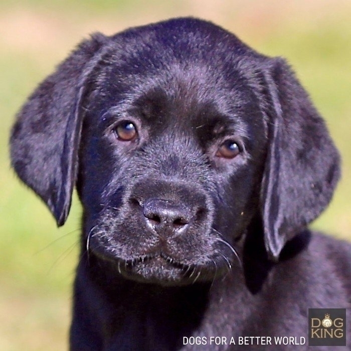 Comprar cachorro Labrador | Perros DOGKING