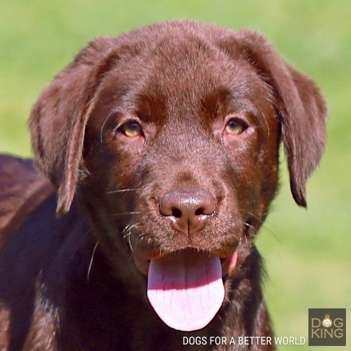 Comprar cachorro Labrador | Perros DOGKING