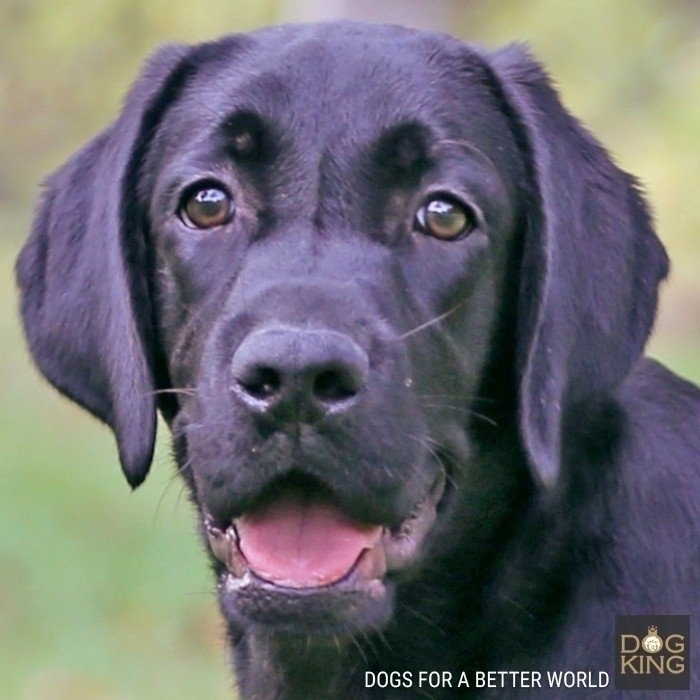 Comprar cachorro Labrador | Perros DOGKING