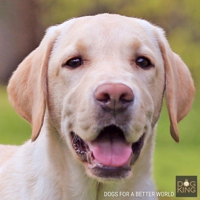 Comprar cachorro Labrador | Perros DOGKING